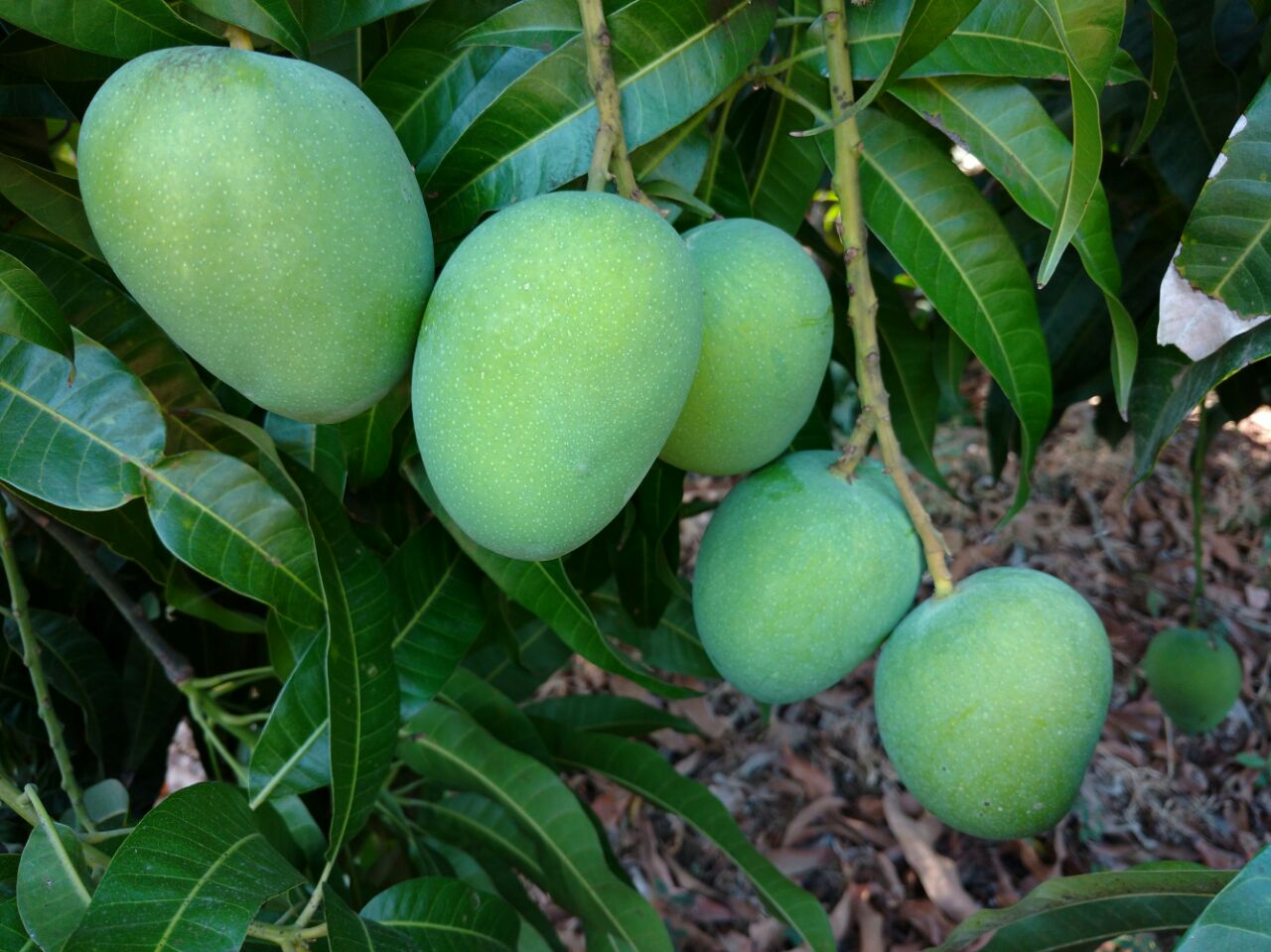 About us – Quality Alphonso Mangoes : Sachin Arun Lanjekar