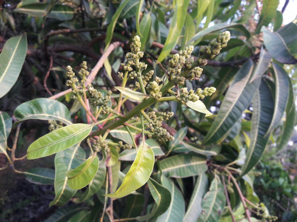 Mango Flowering Developments 2018 – Quality Alphonso Mangoes : Sachin ...