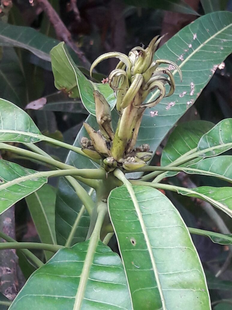 Mango Flowering Developments 2018 – Quality Alphonso Mangoes : Sachin ...